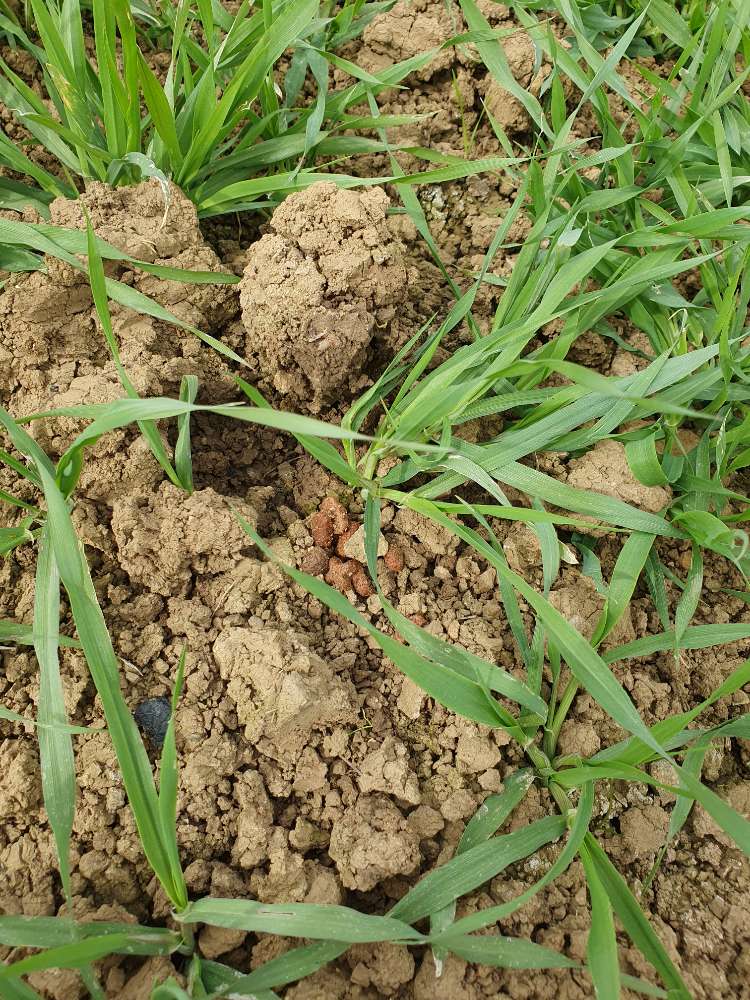 Ausgelegtes Trofu in Ditzingen – 28. April 2024 – Dogorama App