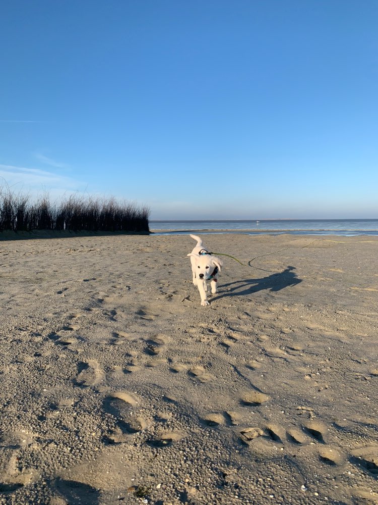 Strand Neßmersiel – Hundeauslaufgebiet in Dornum – Dogorama App