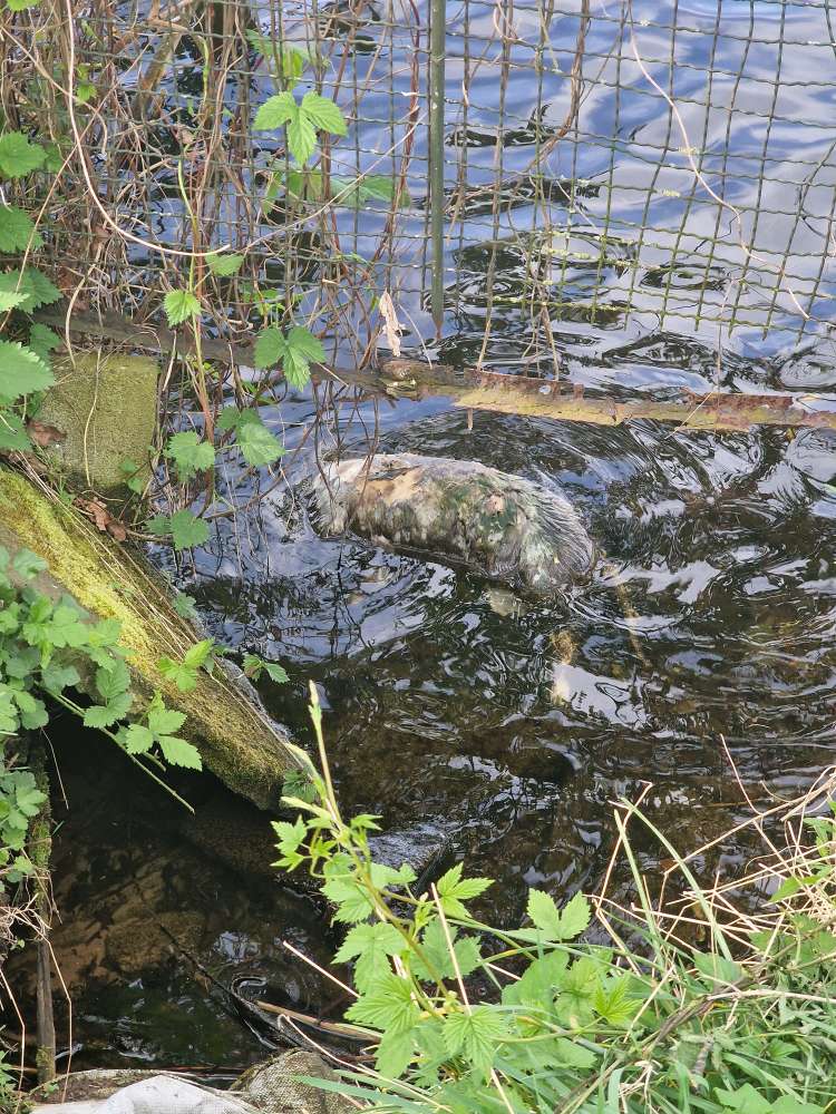 Totes Tier im Wasser in Berlin – 13. April 2024 – Dogorama App