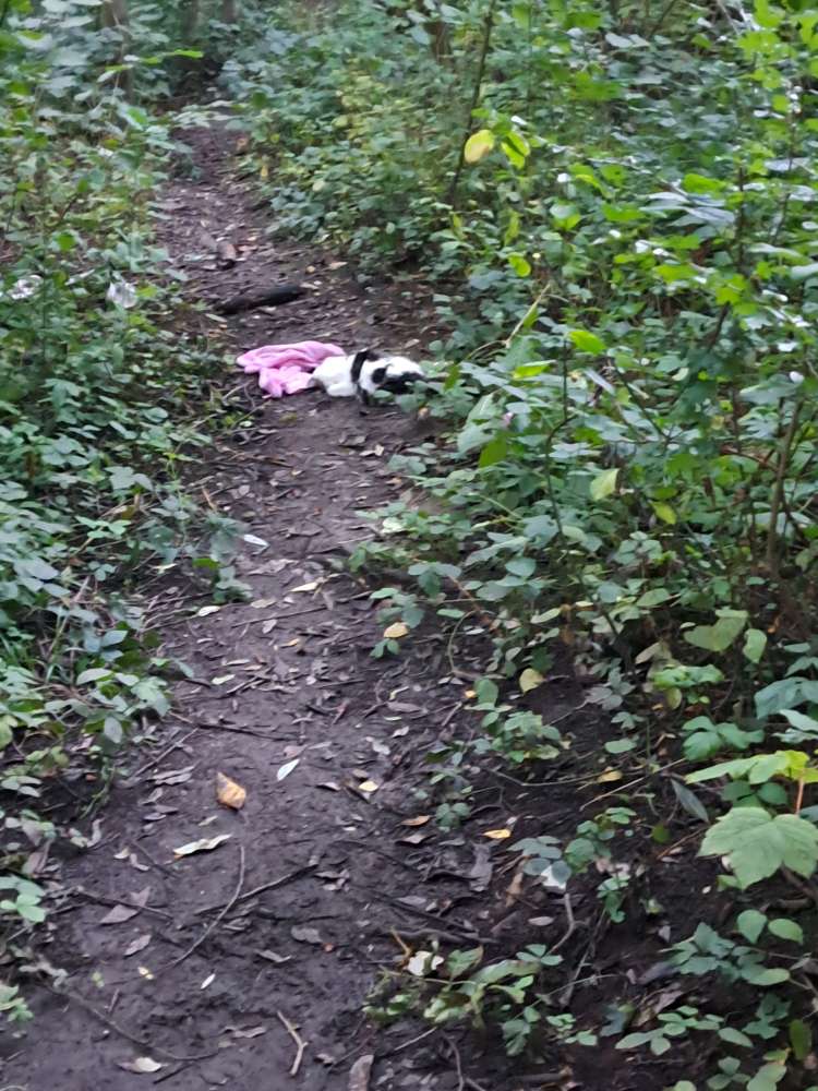 Tote Katze mit Plastiktüte und Decke in Hannover – 7. September 2024 ...